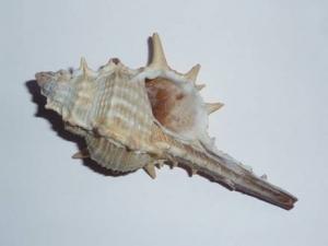 10. Beachcombing - Christina Sinclair: Salty Sam's Fun Blog for Children