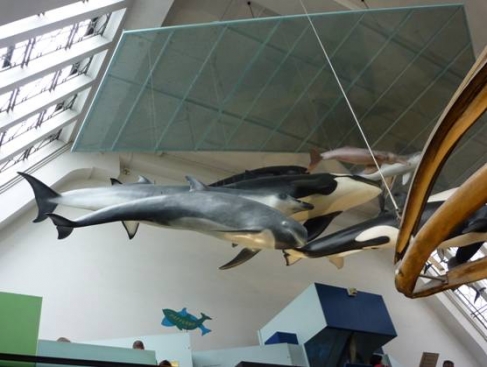 52. Dolphins - Christina Sinclair: Salty Sam's Fun Blog for Children