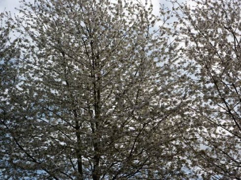 66. Planting Trees - Christina Sinclair: Salty Sam's Fun Blog for Children