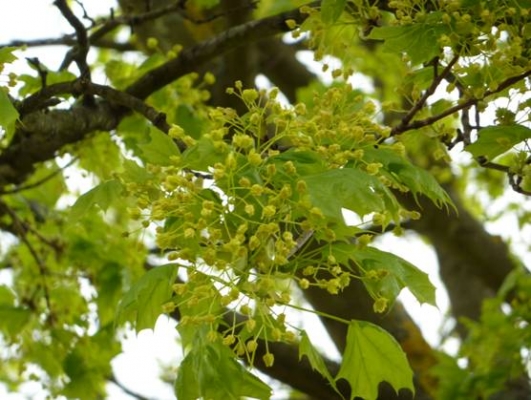 71. How Plants Spread Seeds - Christina Sinclair: Salty Sam's Fun Blog ...