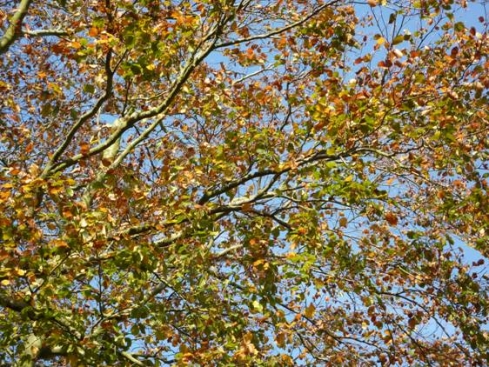 120. Native Trees - Christina Sinclair: Salty Sam's Fun Blog for Children