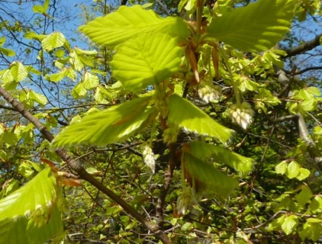 120. Native Trees - Christina Sinclair: Salty Sam's Fun Blog for Children