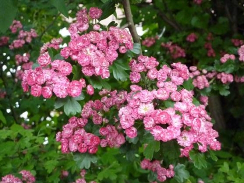 223. The Mayflower - Christina Sinclair: Salty Sam's Fun Blog for Children