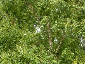 435. Amazing Trees - Christina Sinclair: Salty Sam's Fun Blog for Children