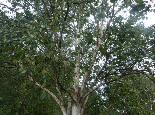 435. Amazing Trees - Christina Sinclair: Salty Sam's Fun Blog for Children