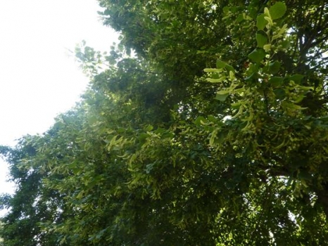 435. Amazing Trees - Christina Sinclair: Salty Sam's Fun Blog for Children