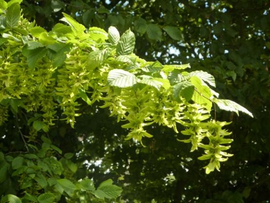 435. Amazing Trees - Christina Sinclair: Salty Sam's Fun Blog for Children