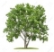 435. Amazing Trees - Christina Sinclair: Salty Sam's Fun Blog for Children