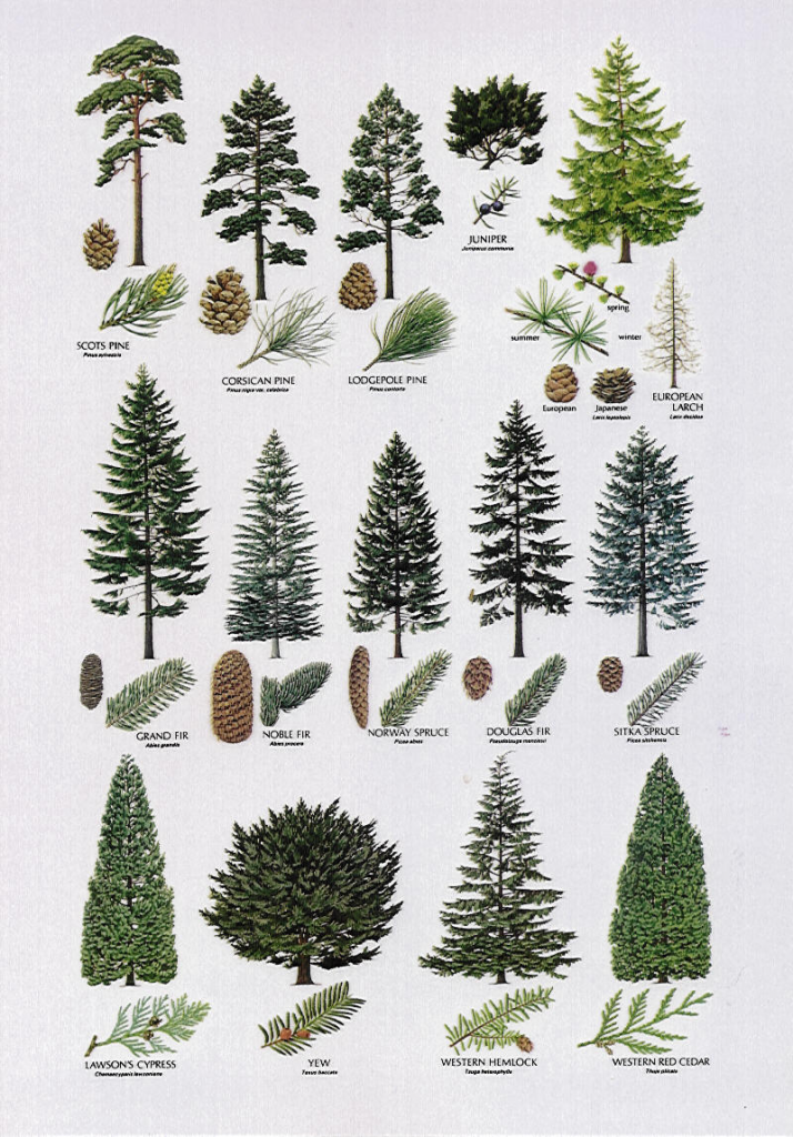 289. Tree Identification - Christina Sinclair: Salty Sam's Fun Blog for ...