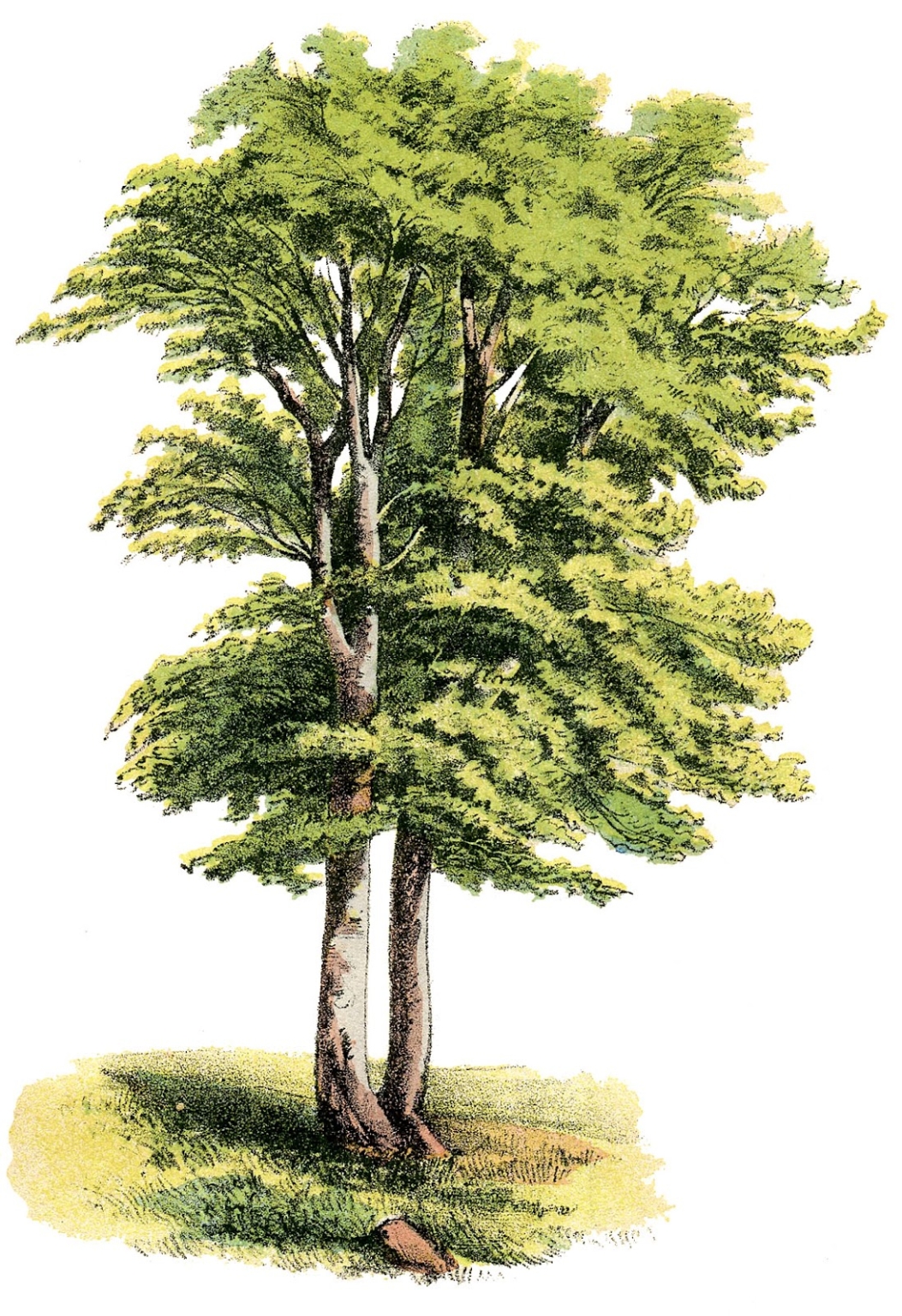 441. Beech Trees - Christina Sinclair: Salty Sam's Fun Blog for Children