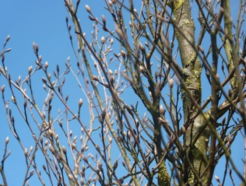 441. Beech Trees - Christina Sinclair: Salty Sam's Fun Blog for Children