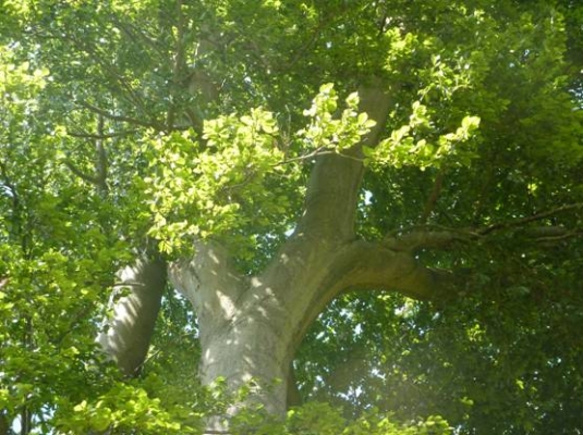 441. Beech Trees - Christina Sinclair: Salty Sam's Fun Blog for Children