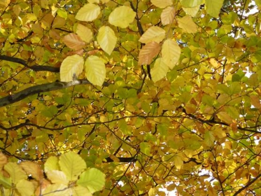 441. Beech Trees - Christina Sinclair: Salty Sam's Fun Blog for Children