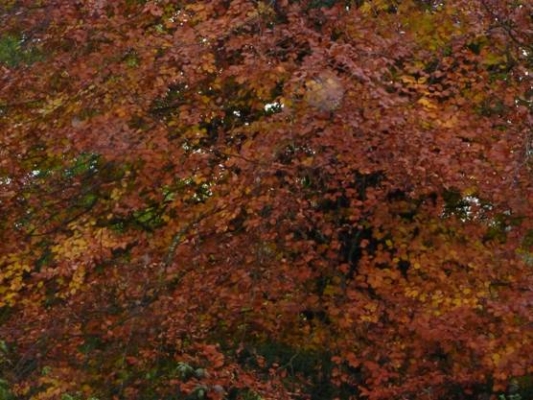 441. Beech Trees - Christina Sinclair: Salty Sam's Fun Blog for Children