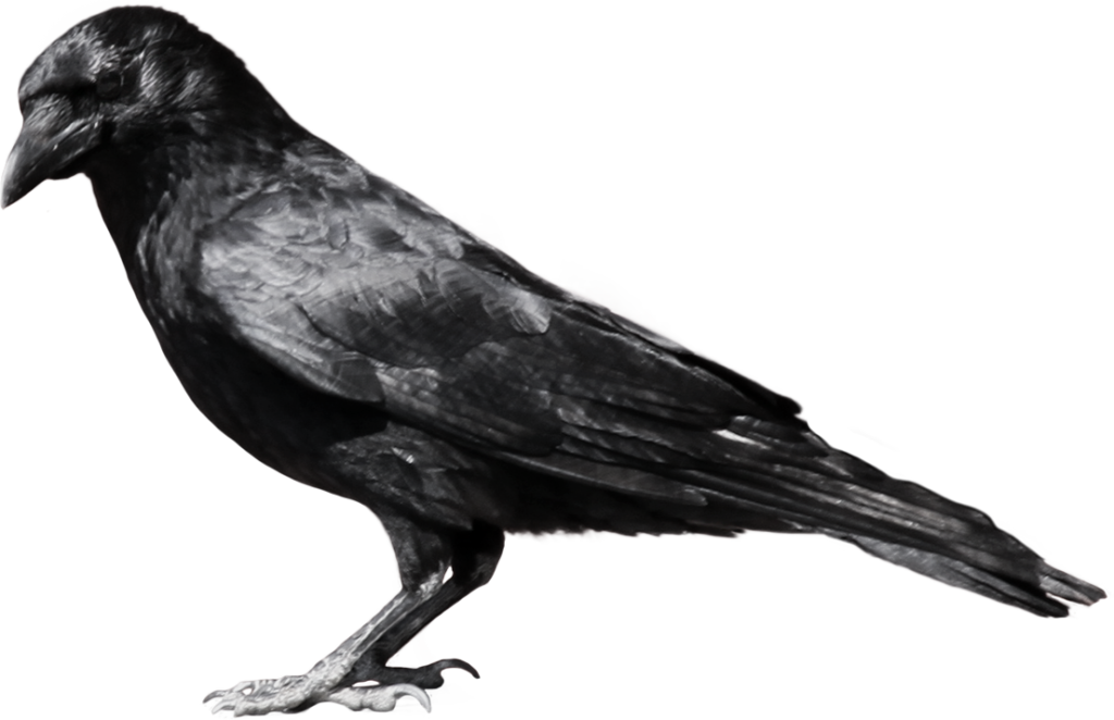 469. Corvids - Christina Sinclair: Salty Sam's Fun Blog for Children