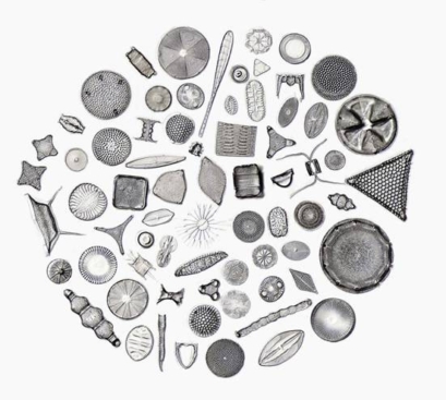 523. Diatoms - Christina Sinclair: Salty Sam's Fun Blog for Children